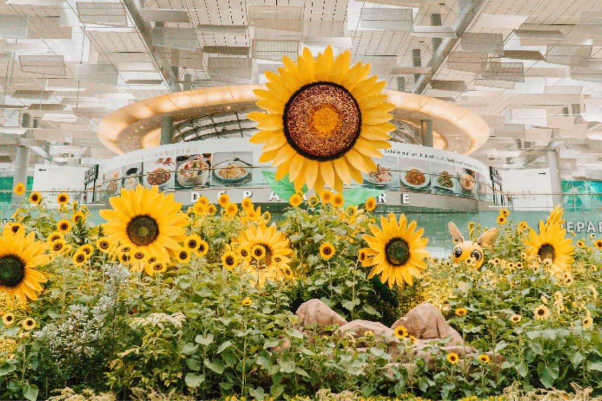World's Largest Sunflower Display At Changi Airport Singapore