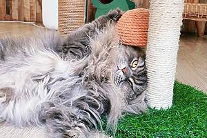 The Best Cat Cafes In Singapore (2024)
