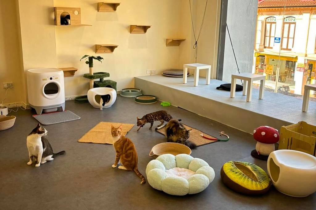 The Best Cat Cafes In Singapore (2024)