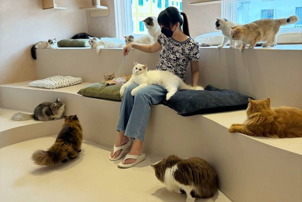 The Best Cat Cafes In Singapore (2024)