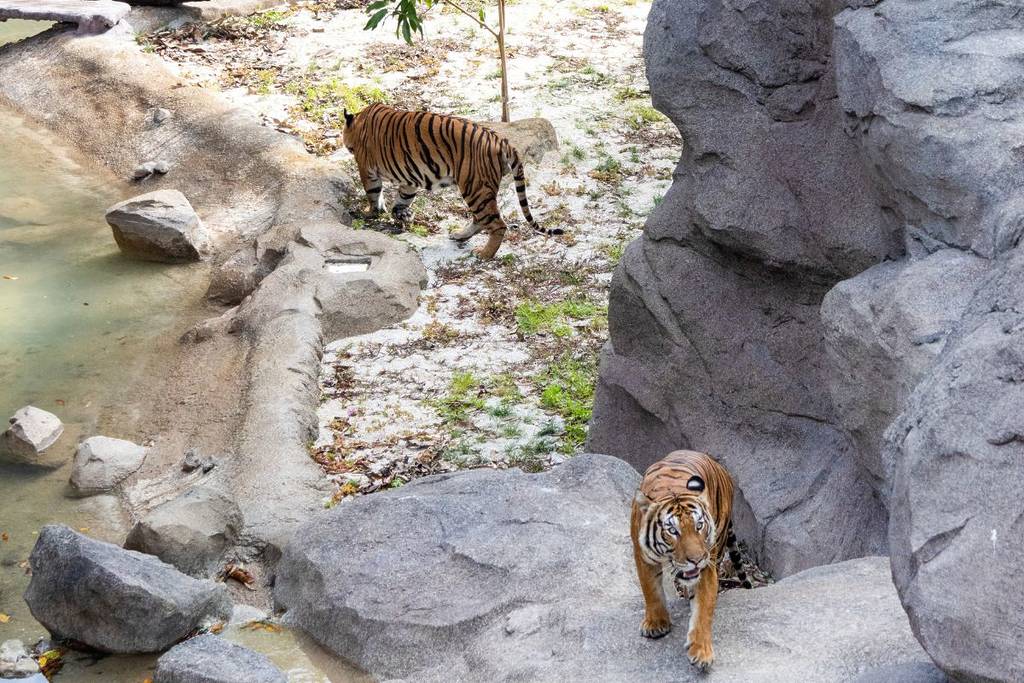 Rainforest Wild Asia Adventure-Based Zoo Park Opens In SG