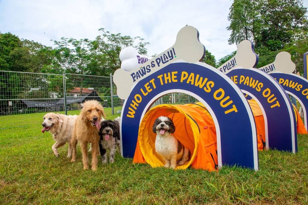 Largest Outdoor Dog Playground Opens In Singapore