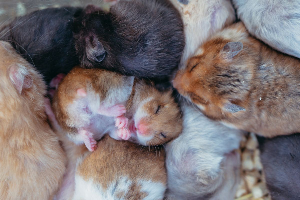 Rodent Rampage: 132 Hamsters Escape Onboard Flight In Europe