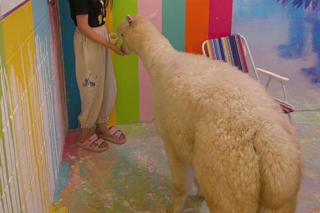 First-Ever Rainbow Alpaca Dessert Cafe Opens Near Singapore