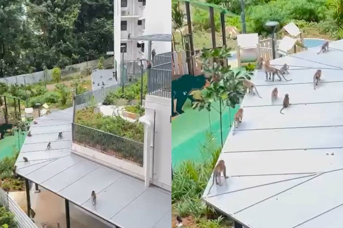Why Are Monkeys Taking Over Punggol In Singapore?
