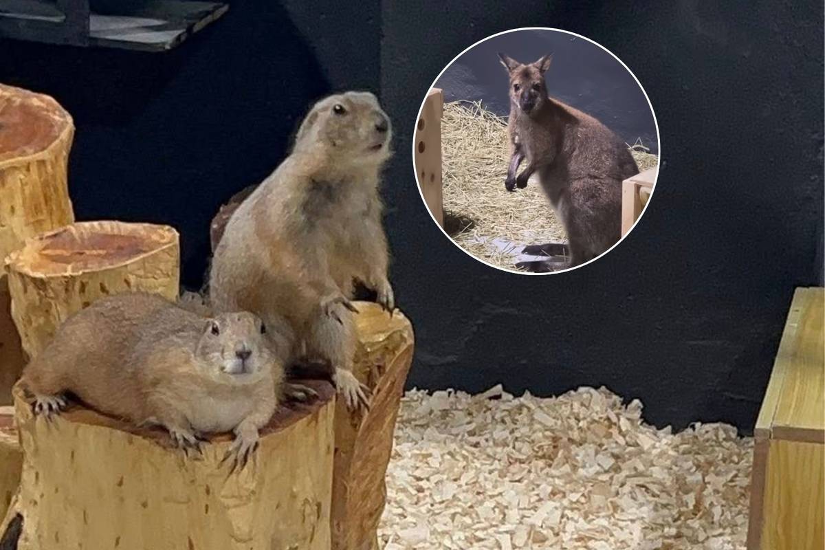The Hidden Farm Is Johor Bahru's Largest Indoor Petting Zoo