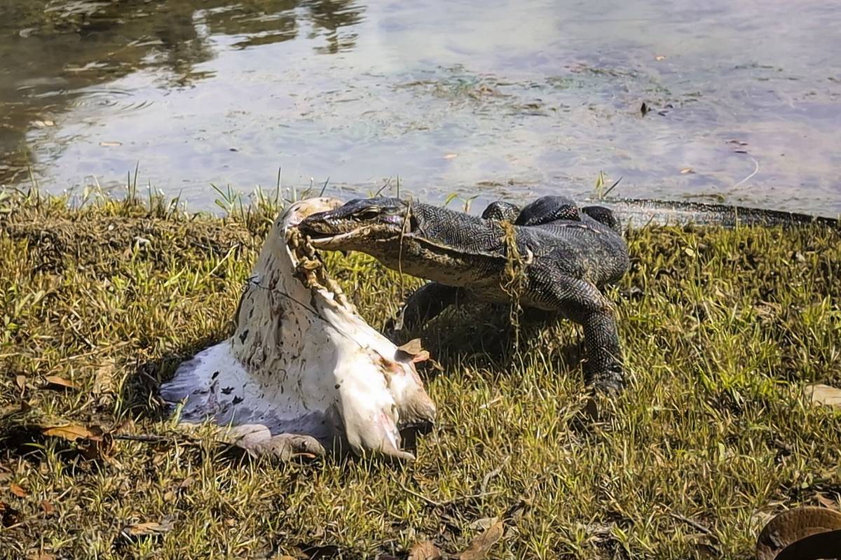 Huge Lizard Eats Stingray At MacRitchie Reservoir Singapore