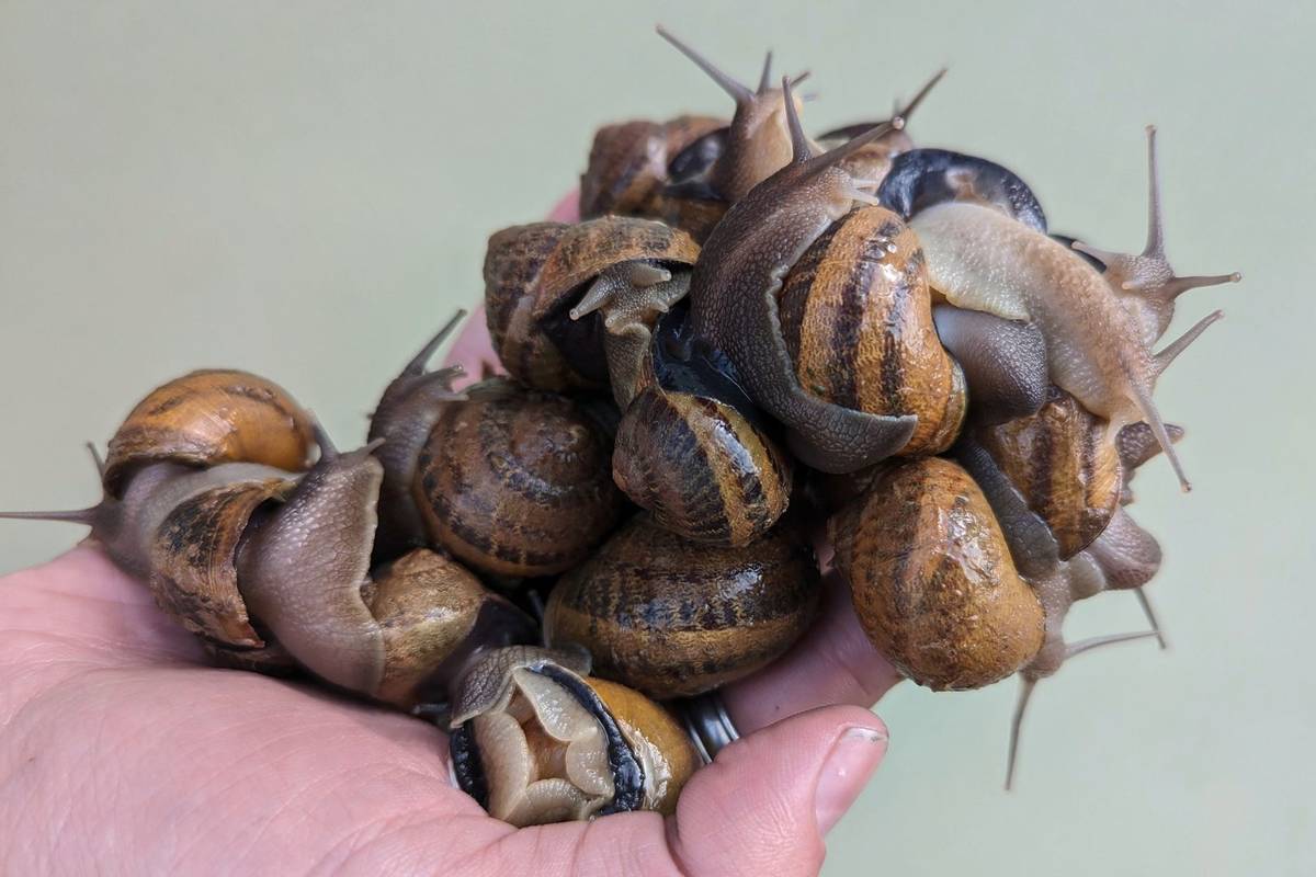 Singapore's First Indoor Snail Farm Is A Unique Activity