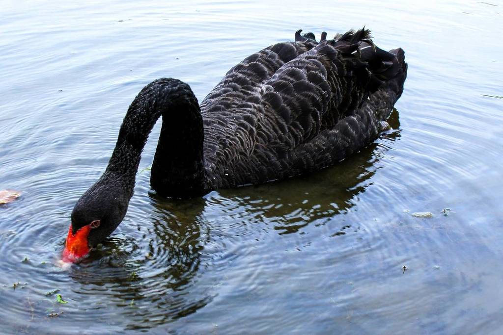 Eco Lake: Tiny Lake Hidden At Singapore's Only UNESCO Site