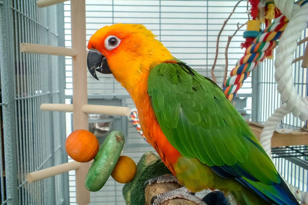 NParks Receives 800+ Pet Parrot Complaints In Singapore A Year