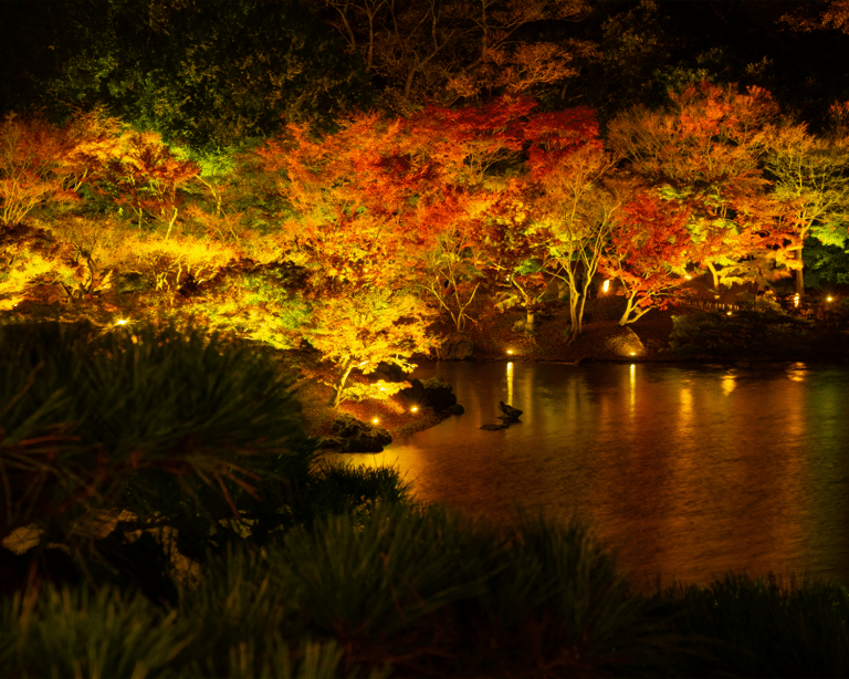 Nature Illuminated: Immerse Yourself In A Magical Illuminated Garden