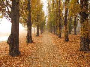 19 Striking Spots To See Autumn Leaves In And Around Sydney