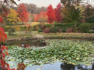 19 Striking Spots To See Autumn Leaves In And Around Sydney