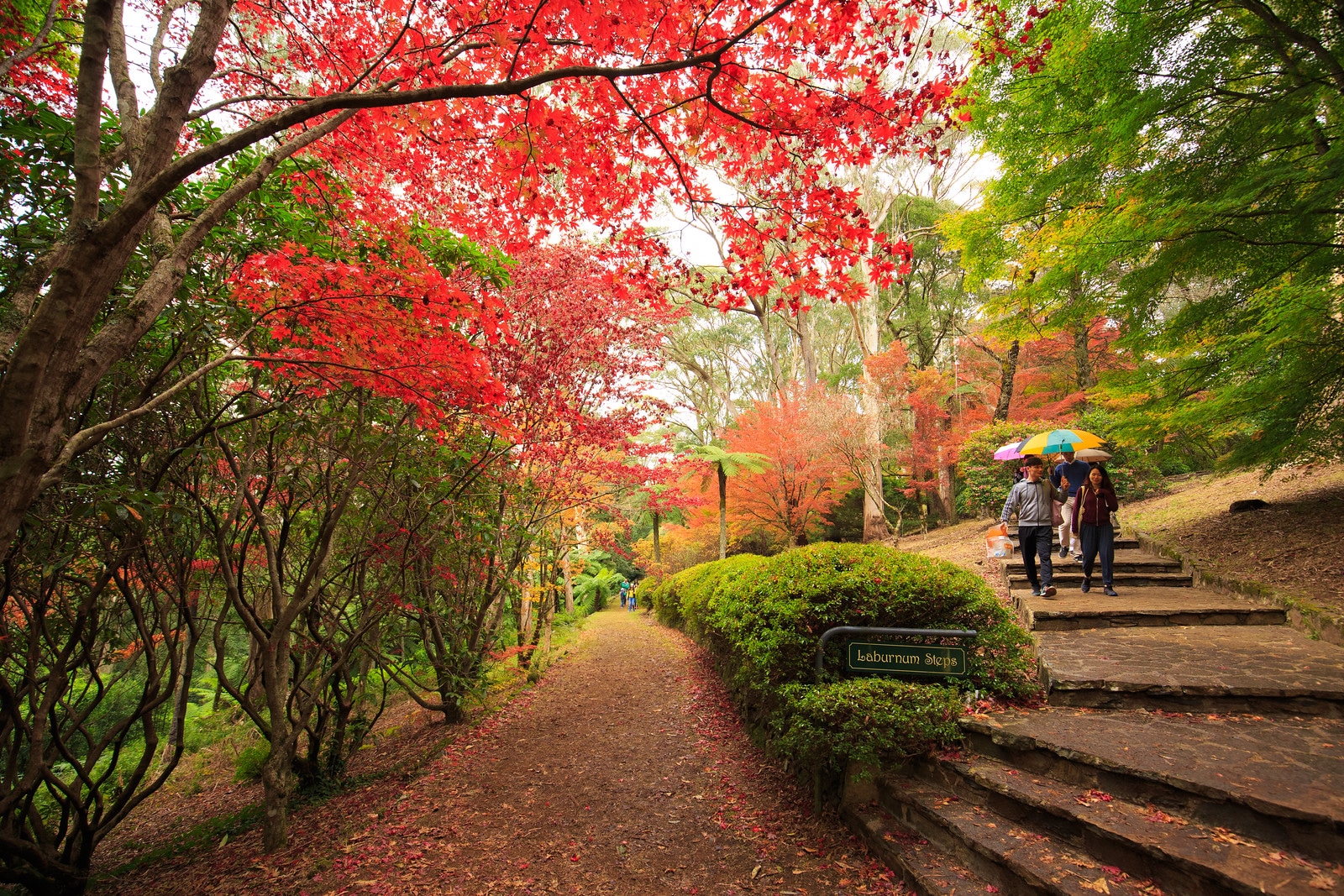 19 Striking Spots To See Autumn Leaves In And Around Sydney