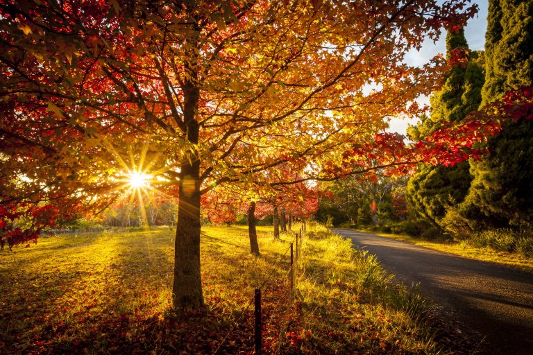 19 Striking Spots To See Autumn Leaves In And Around Sydney