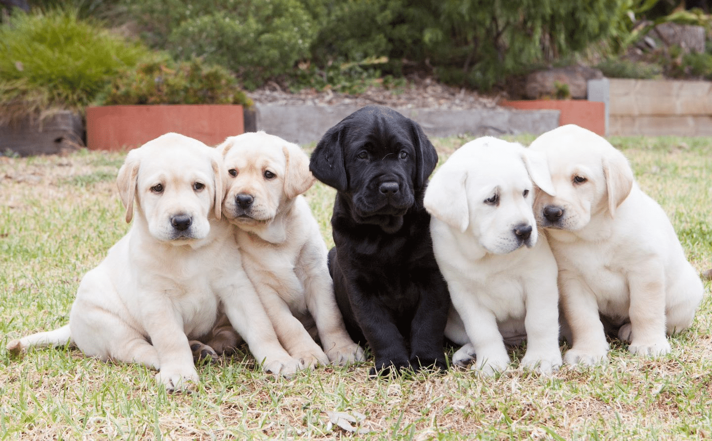 Guide Dogs NSW Is Looking For Puppy Raisers - Secret Sydney