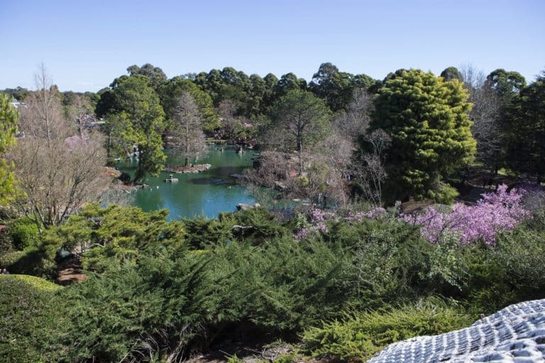 Sydney's Lovely Cherry Blossom Festival Returns This August - Secret Sydney