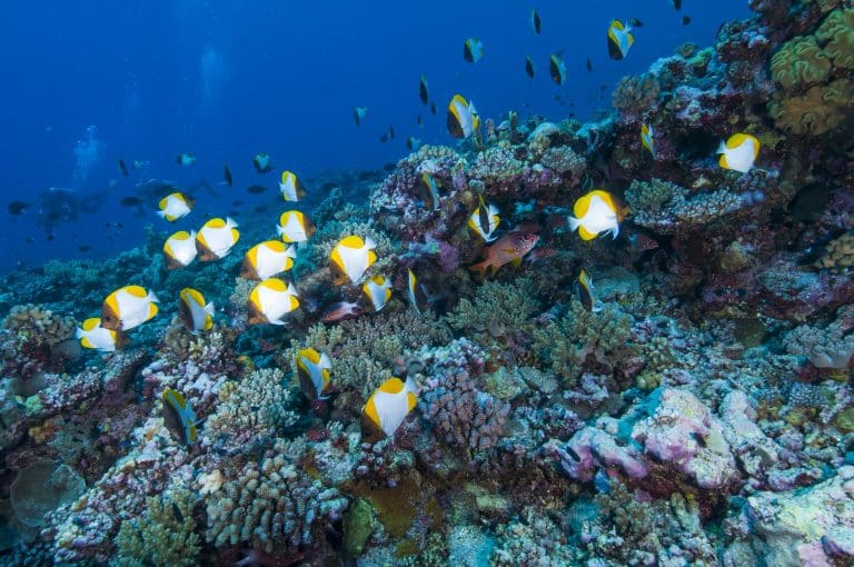 Run4reef, A World-First Simultaneous Running Event - Secret Sydney