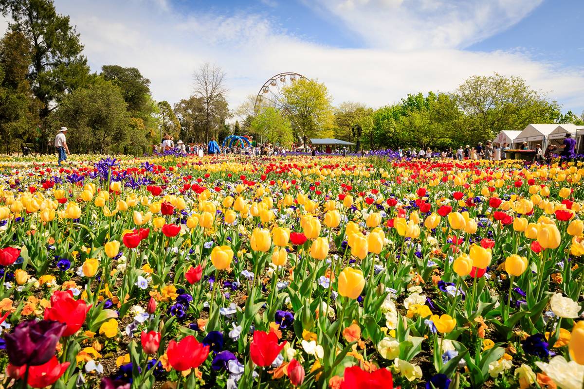 See Over A Million Blooming Flowers At Floriade Festival - Secret Sydney