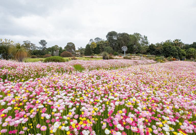 9 Delightful Spots Near Sydney To See Spring Flowers In Full Bloom