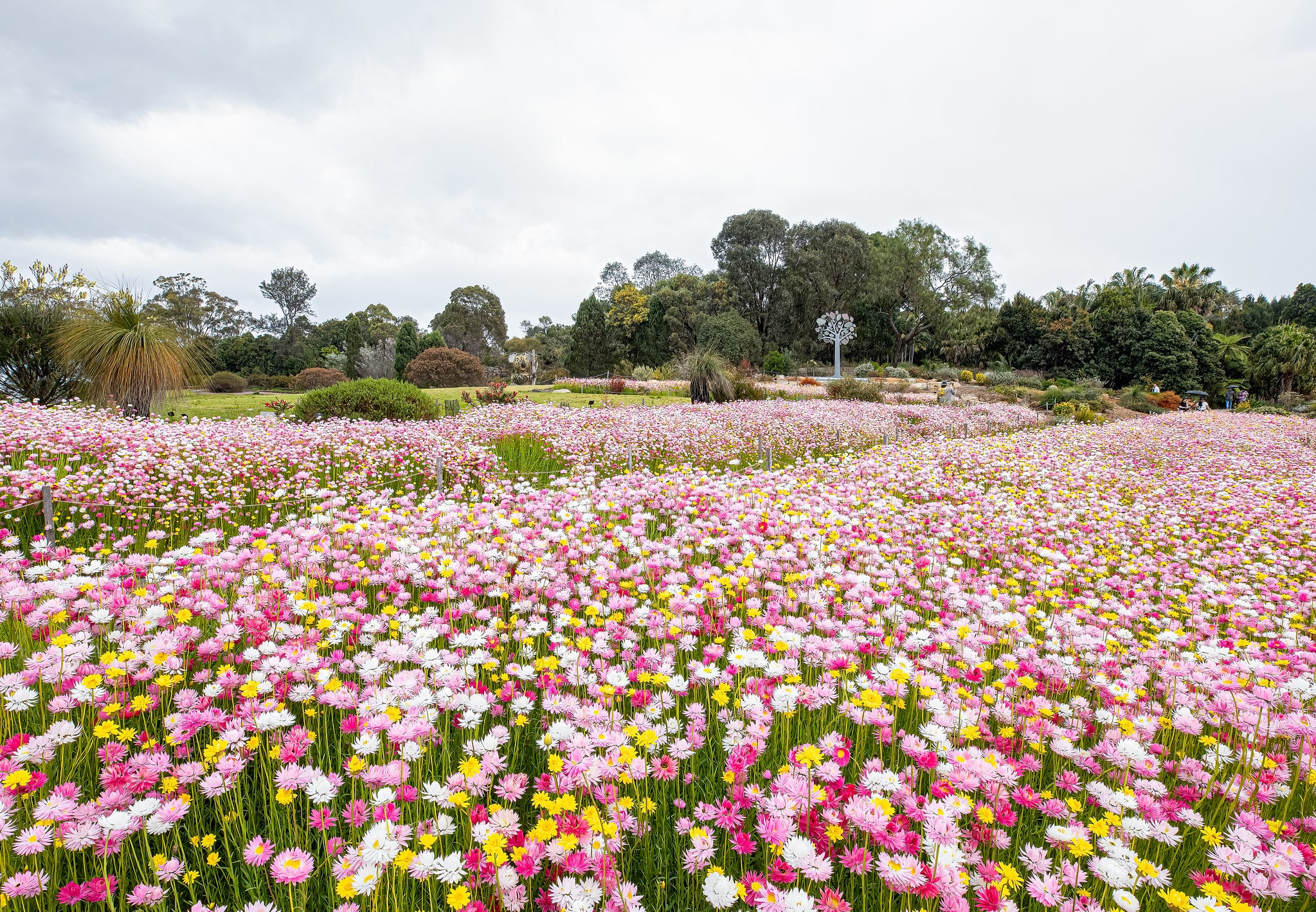 Discover A Sea Of Picture-Perfect Paper Daisies Less Than An Hour From ...