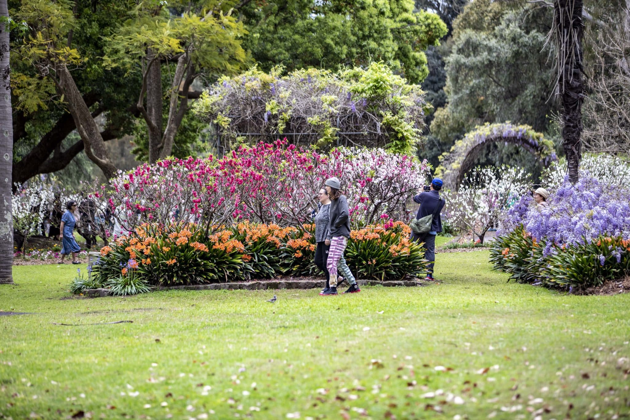 Dreamy Floral Displays Will Transform Parramatta’s Wistaria Gardens ...
