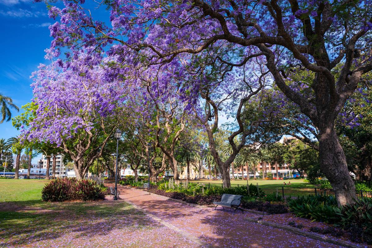 12 Absolutely Stunning Places To See Jacaranda In Sydney