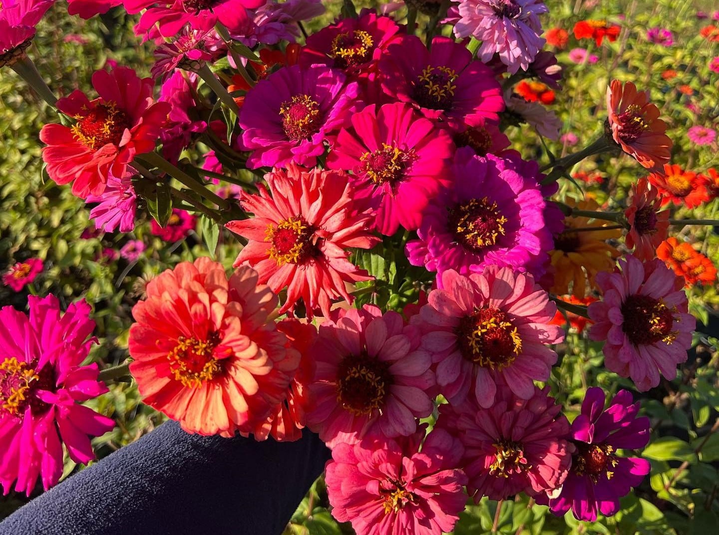 5 Lovely Places To Go Flower Picking Near Sydney This Spring And Summer
