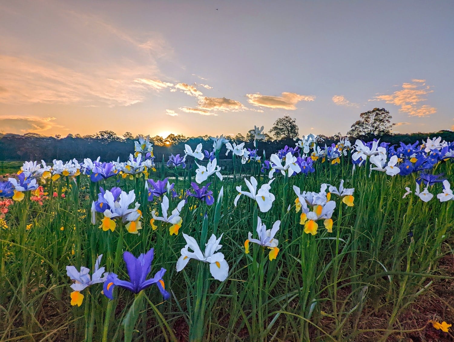 5 Lovely Places To Go Flower Picking Near Sydney This Spring And Summer