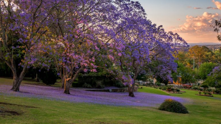 12 Absolutely Stunning Places To See Jacaranda In Sydney