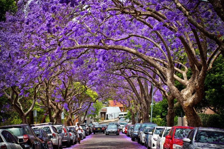 12 Absolutely Stunning Places To See Jacaranda In Sydney