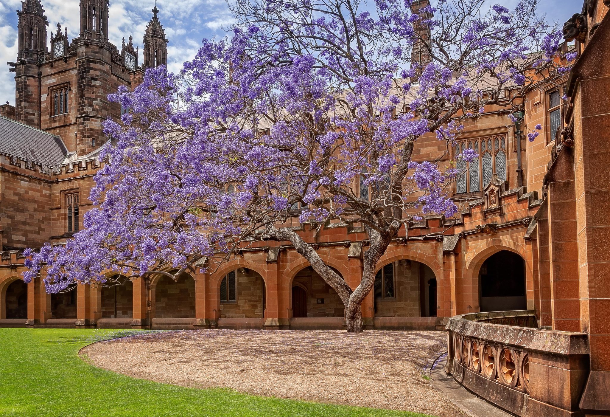 12 Absolutely Stunning Places To See Jacaranda In Sydney
