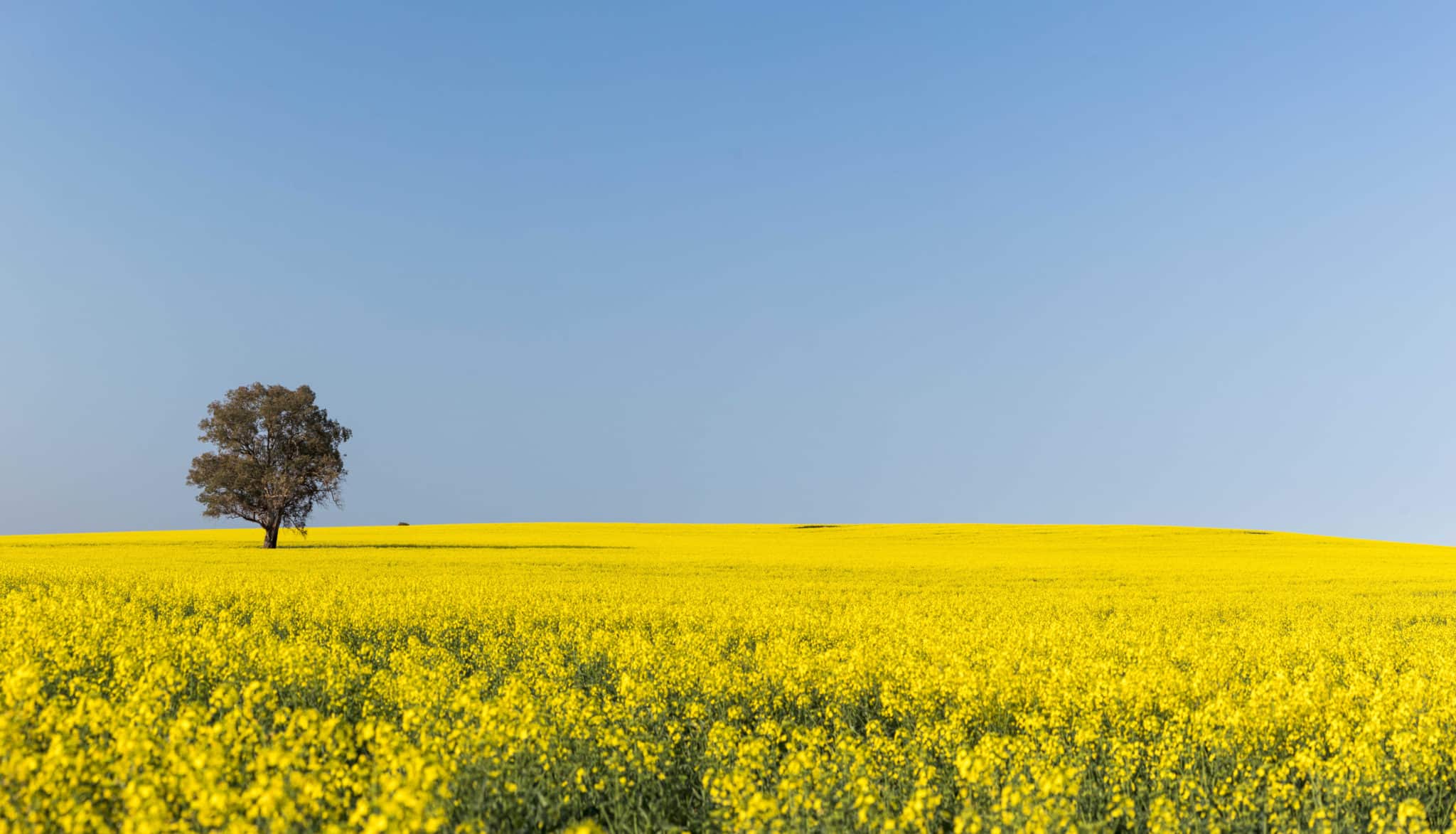 Discover Fields Of Gold At The Spectacular Canola Trail In NSW This Spring