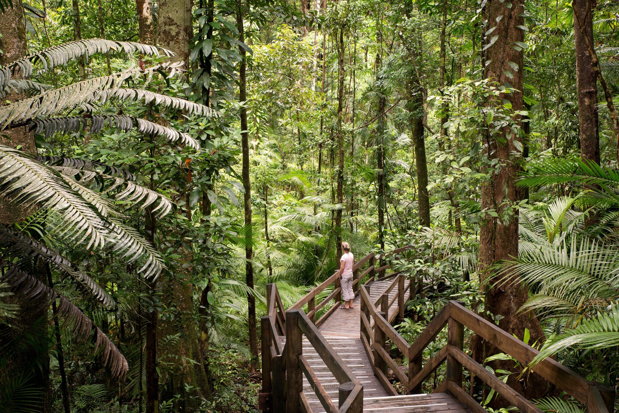 The Oldest Surviving Rainforest In The World Is Right Here In Australia
