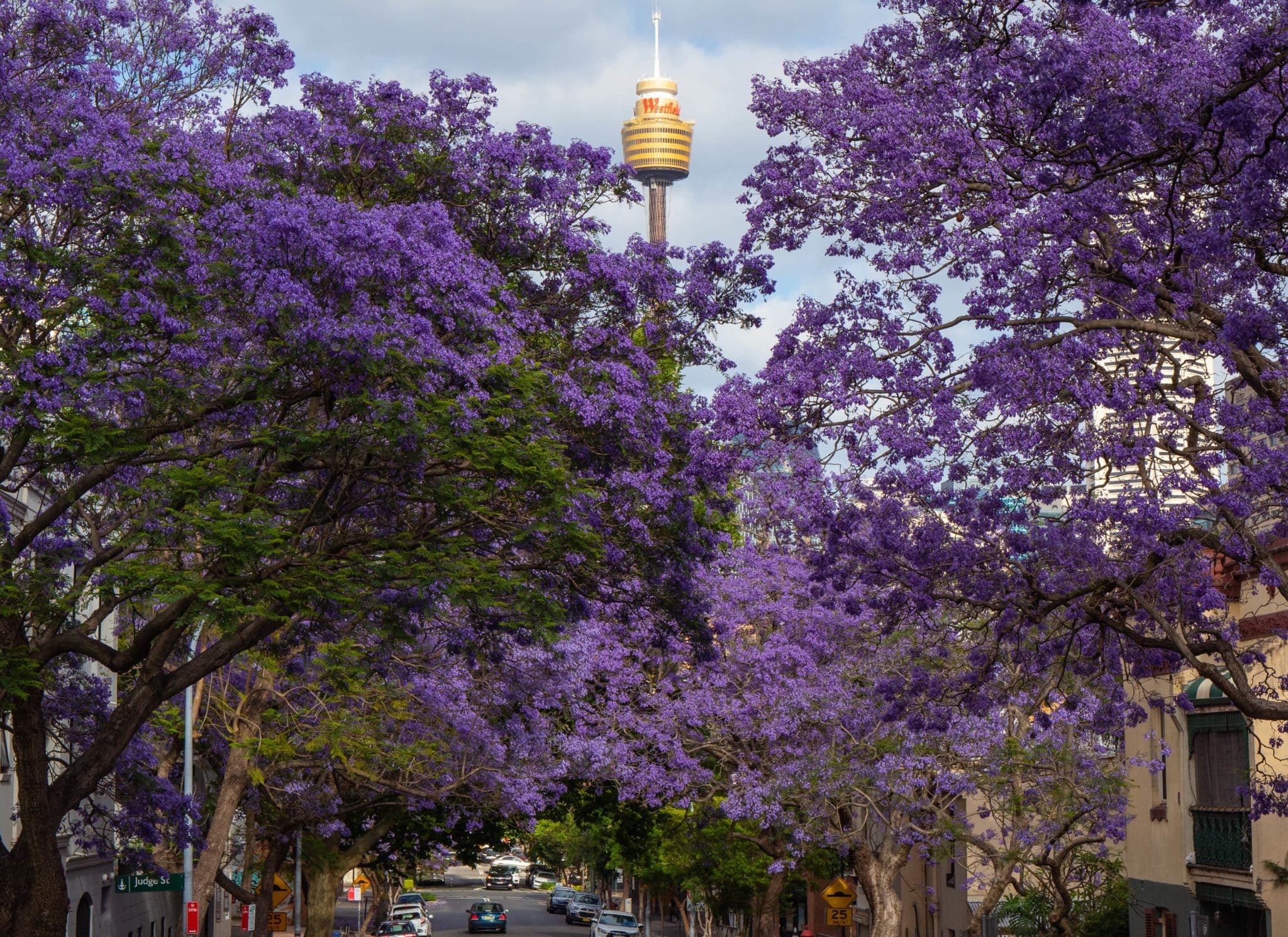 3 Picture-Perfect Hidden Spots To See Jacaranda In Sydney