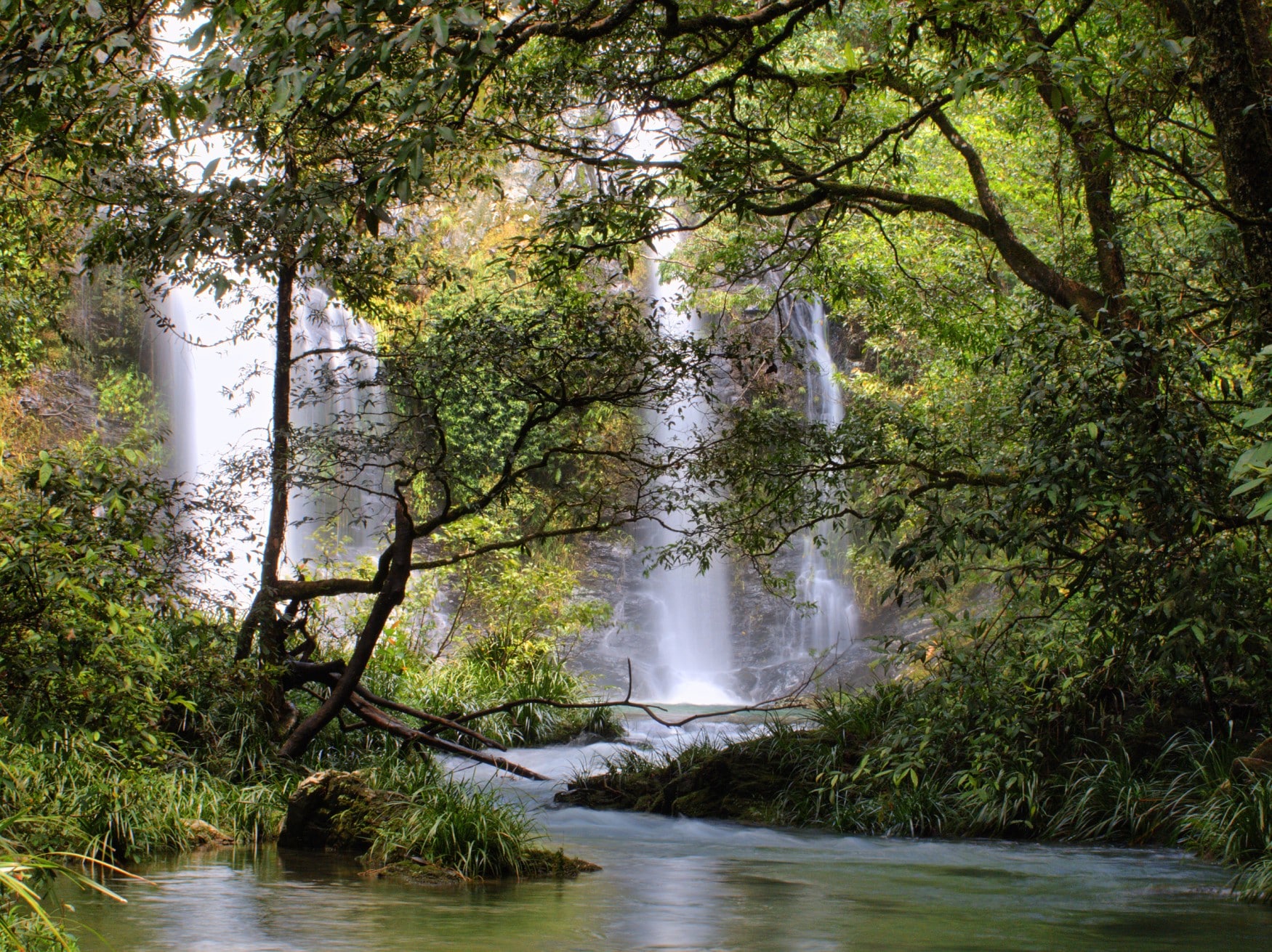 The Oldest Surviving Rainforest In The World Is Right Here In Australia