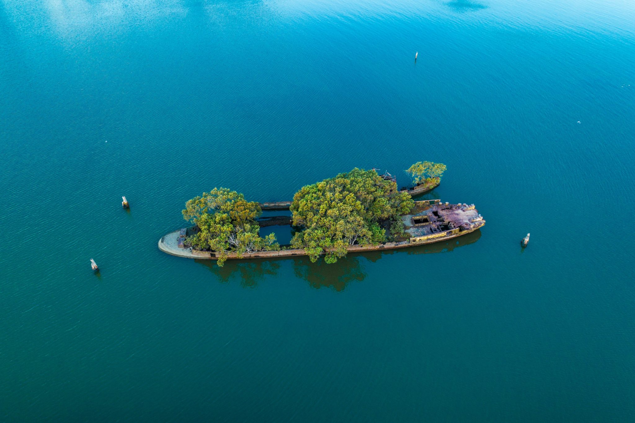 Did You Know Sydney Is Home To A Curious Floating Forest?