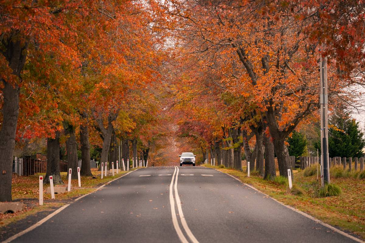 Autumn Trips To Take Across NSW When The Leaves Fall