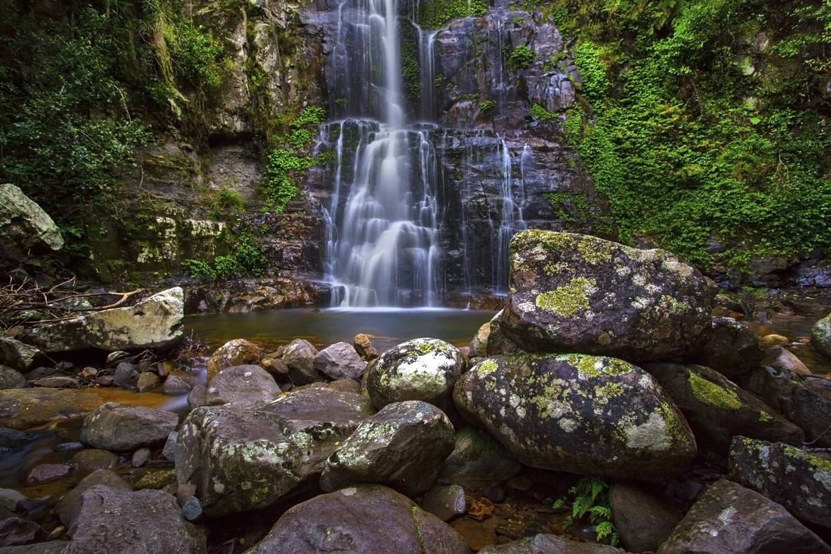 Minnamurra Rainforest In NSW: The Best Things To See And Do - Secret Sydney
