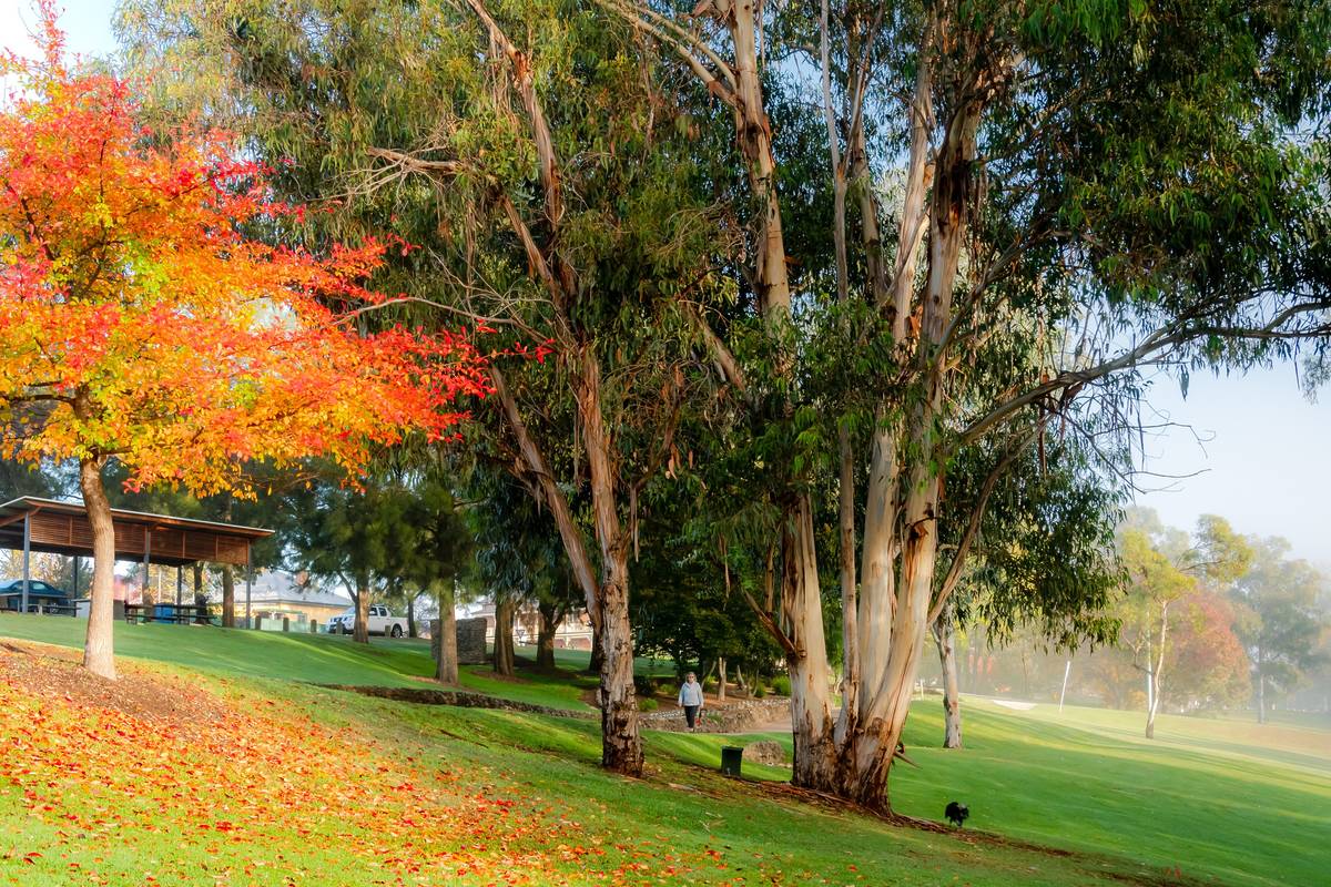 Autumn Trips To Take Across NSW When The Leaves Fall