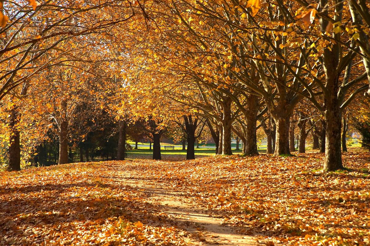 Autumn Trips To Take Across NSW When The Leaves Fall