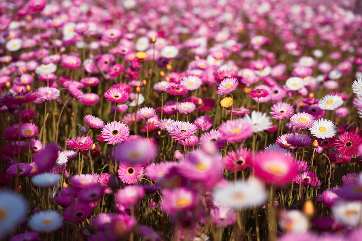 9 Places To See Australian Wildflowers In Sydney And NSW