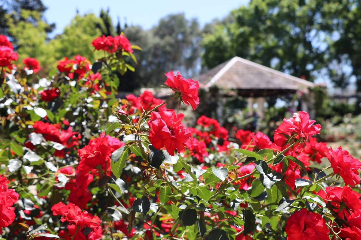 This Enchanting Garden Just 2 Hours From Sydney Has Thousands Of ...