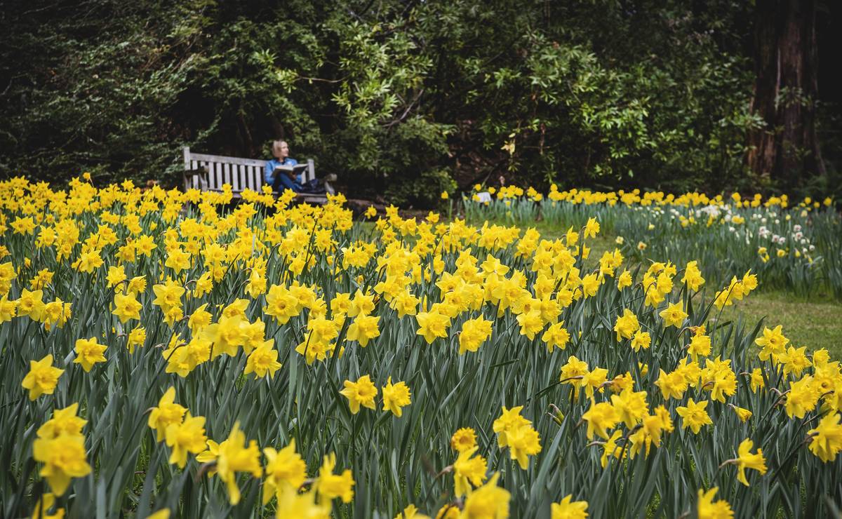 See Over 50,000 Vibrant Daffodils In Bloom At This Picturesque Garden ...