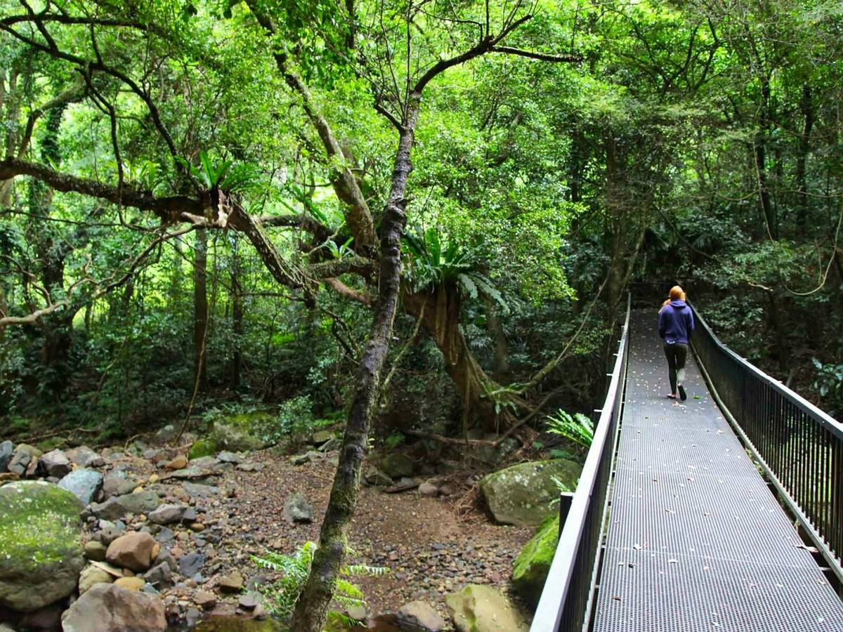 5 Serene Rainforest Walks Near Sydney With Stunning Waterfalls And ...