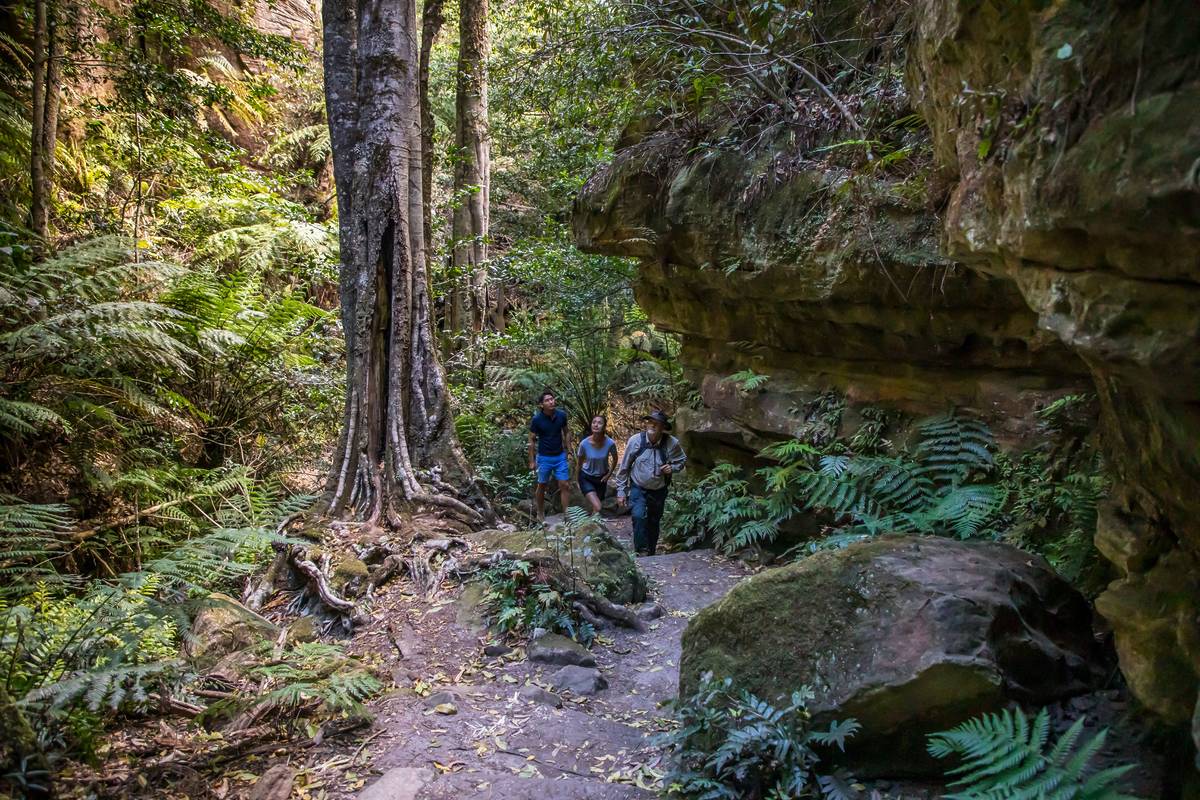 5 Serene Rainforest Walks Near Sydney With Stunning Waterfalls And ...