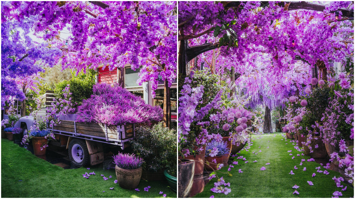 Lavender Lane: Sydney's Stunning Springtime Secret Garden