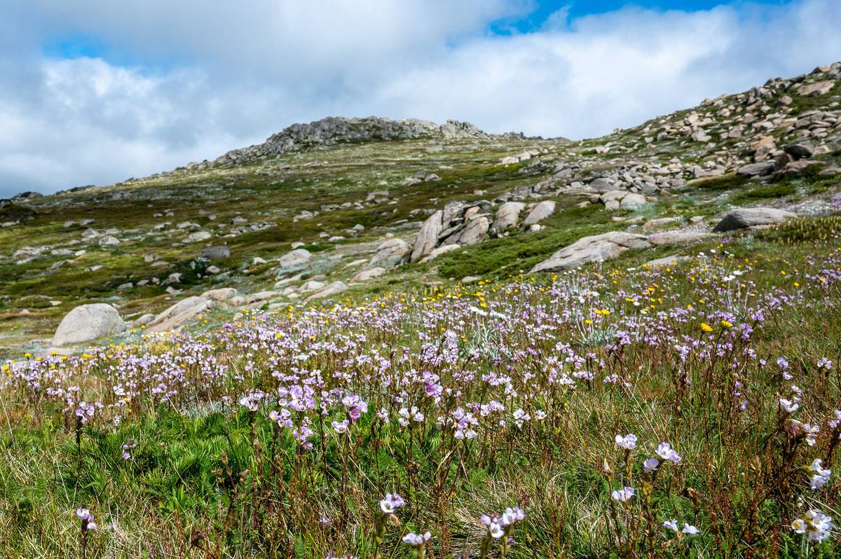 9 Places To See Australian Wildflowers In Sydney And NSW