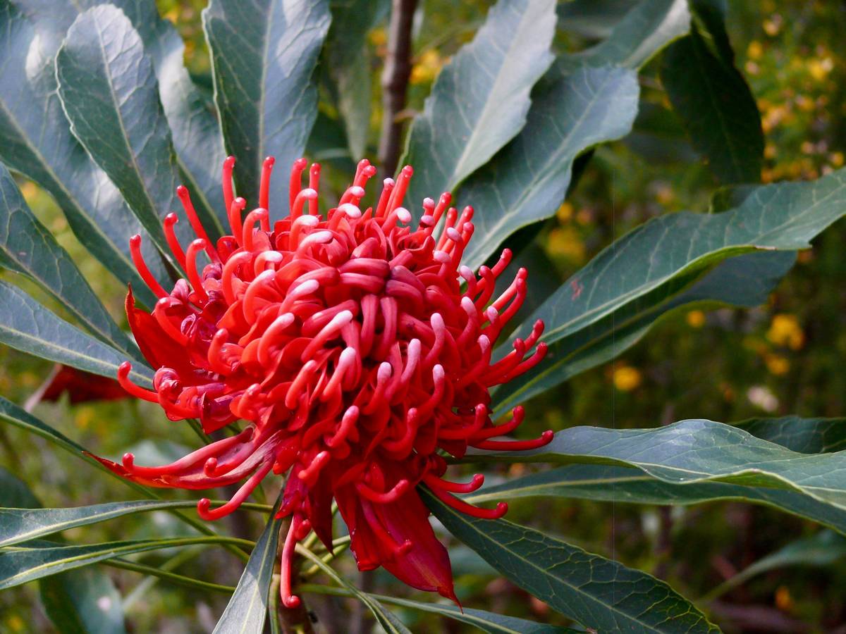 9 Places To See Australian Wildflowers In Sydney And NSW