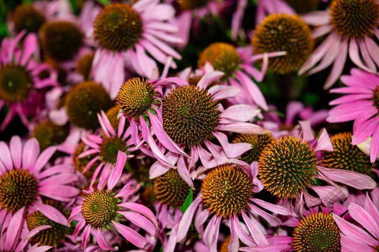 The Sydney Flower Market Is Australia's Largest For Fresh Cut Flowers